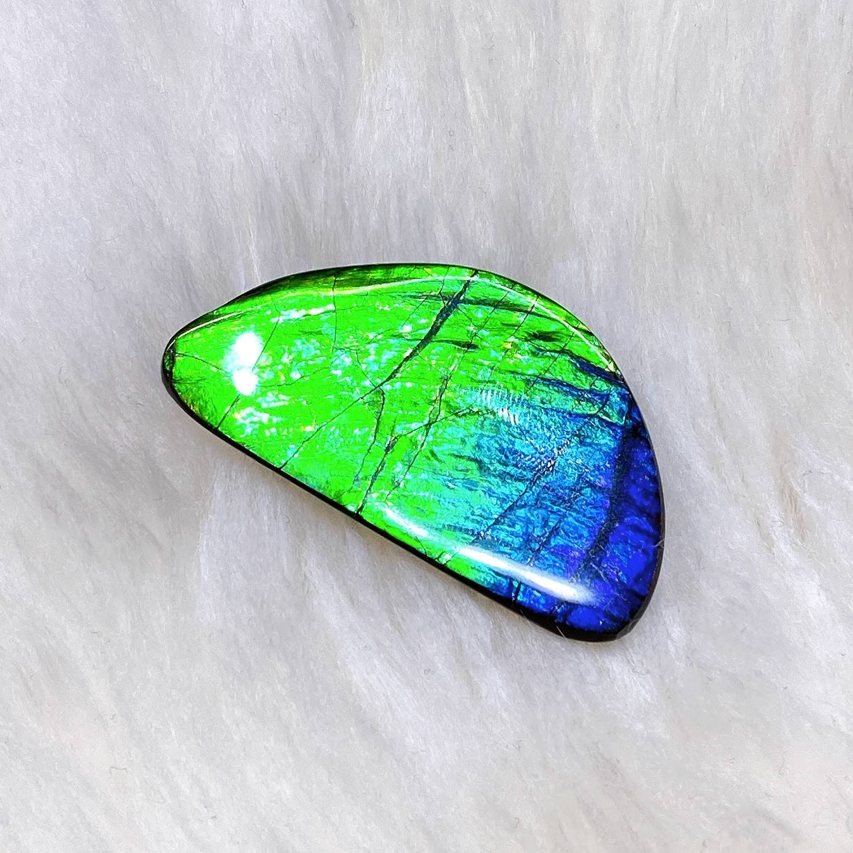 Freeform Ammolite FNA22071 – Ammolite Museum