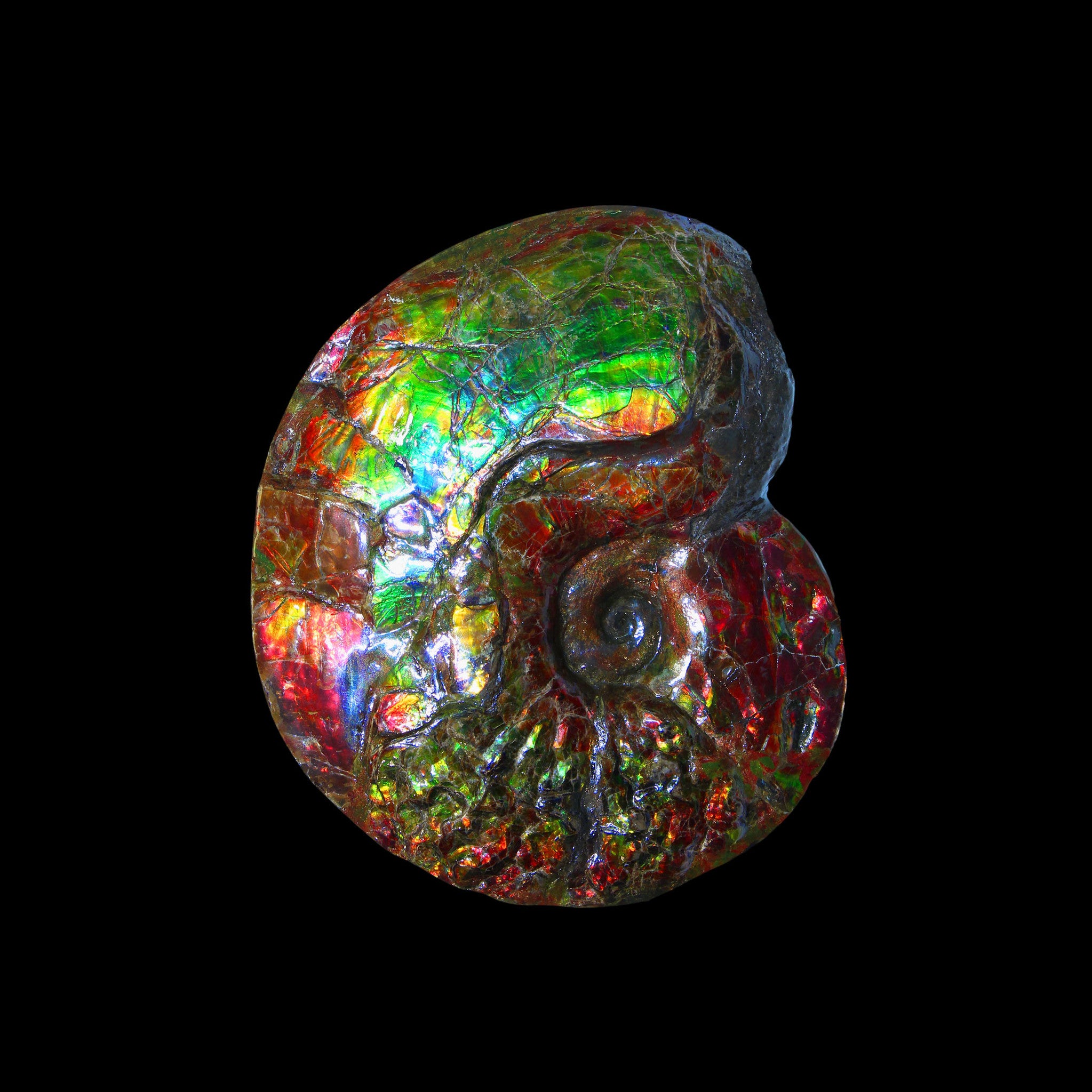 AMLE2015005 – Ammolite Museum