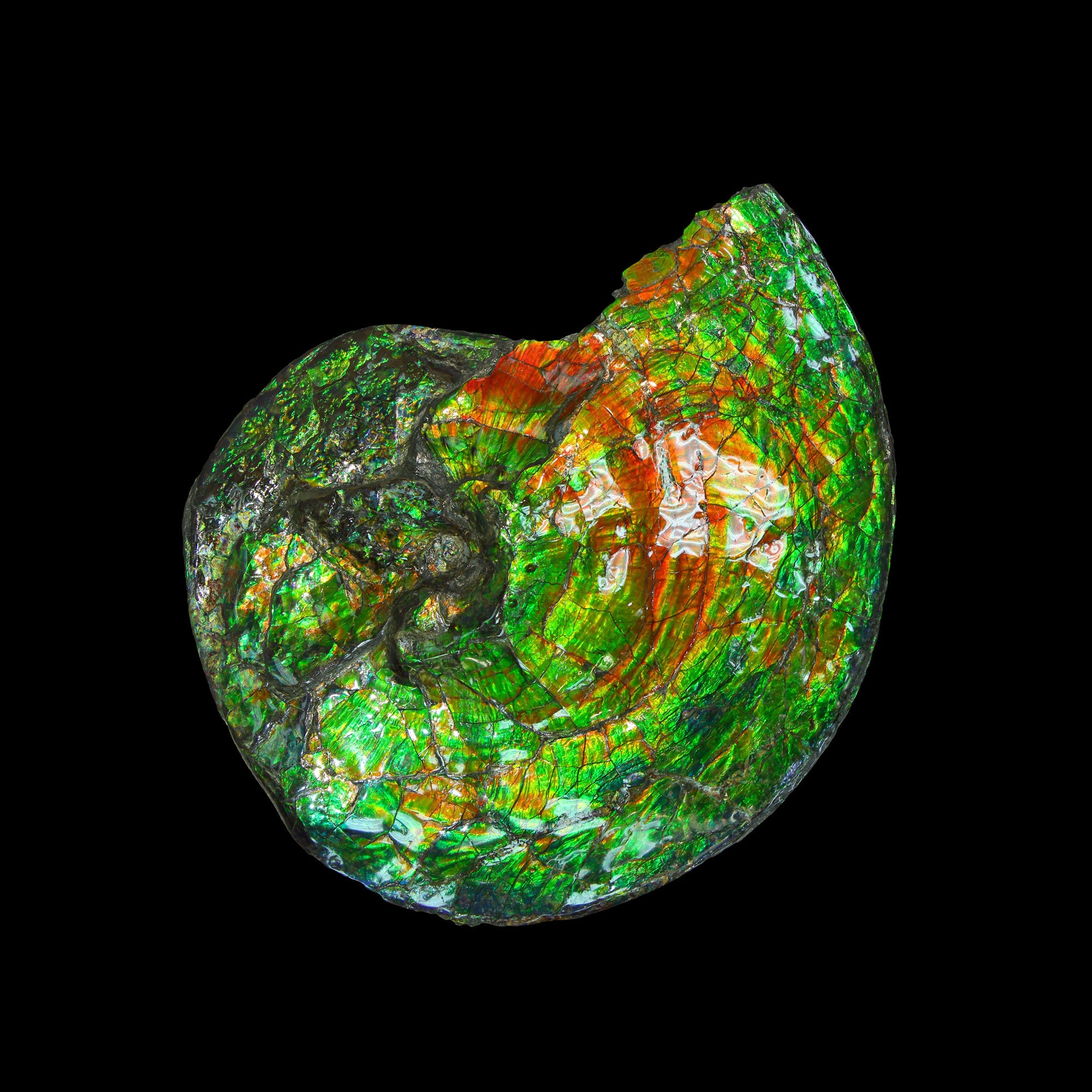 Canadian Ammonite 013 – Ammolite Museum