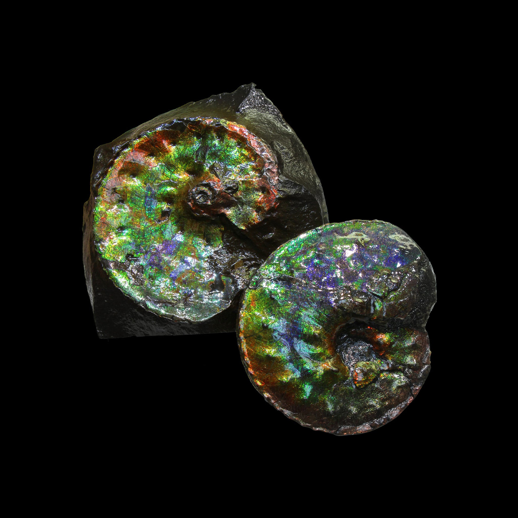 Z-AMLE2015003B – Ammolite Museum
