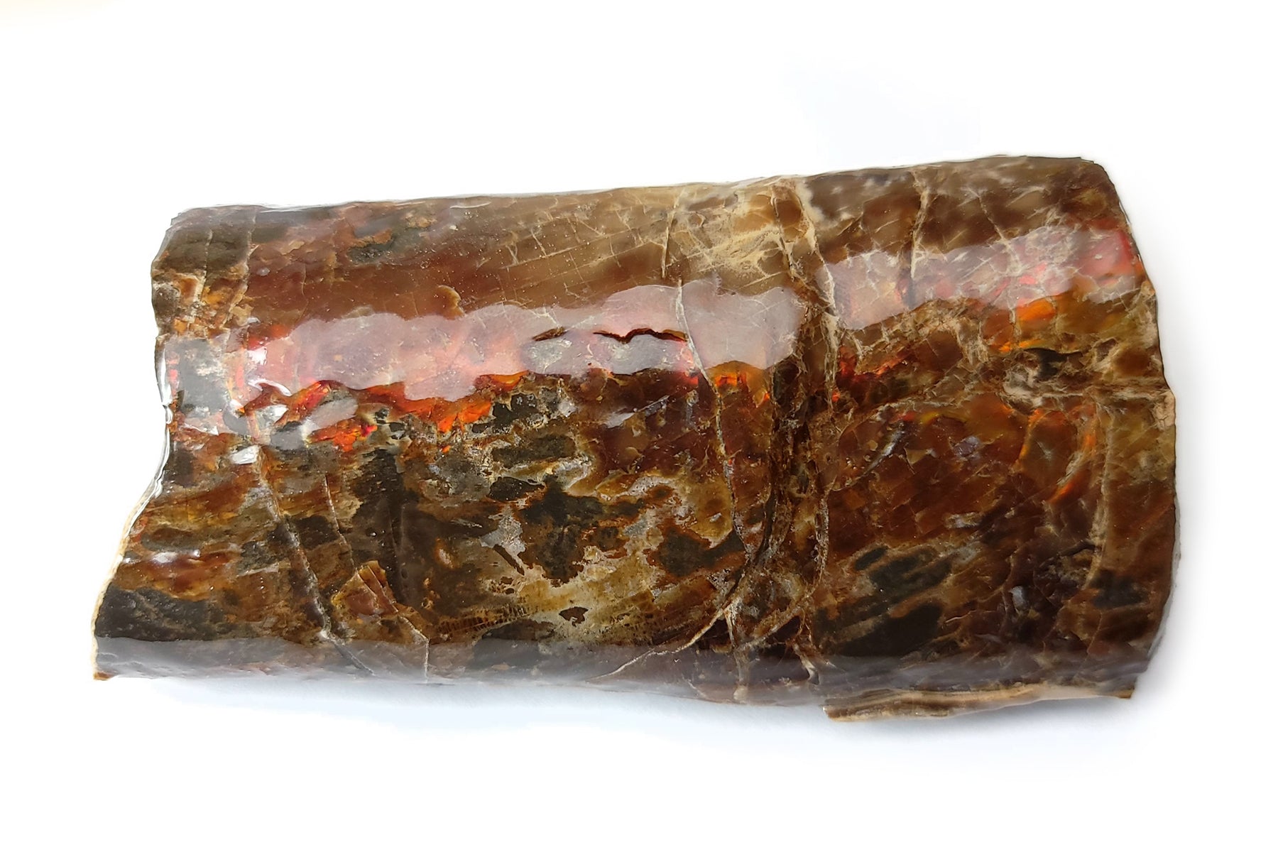 Baculite Fossil BBLF2112 – Ammolite Museum