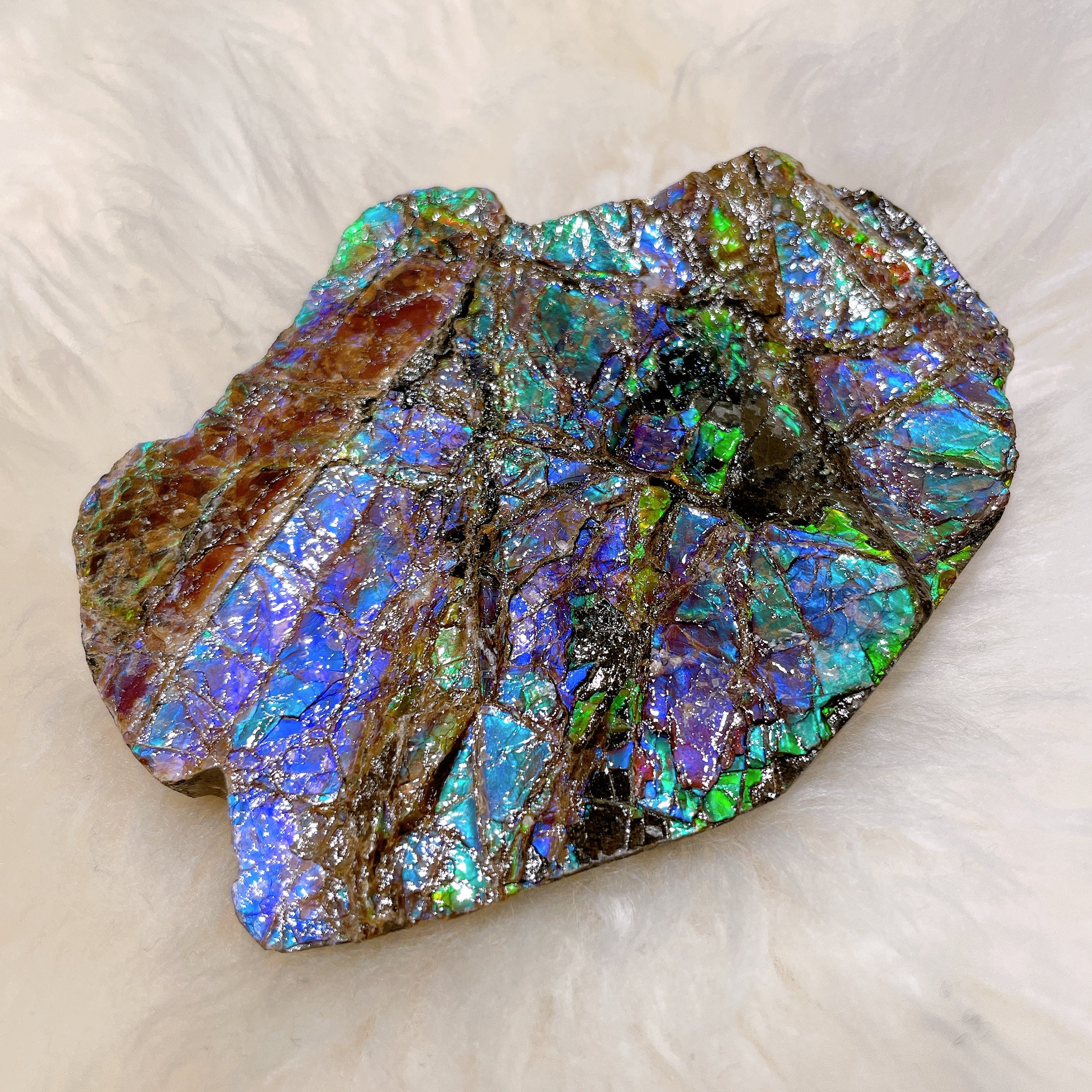 Ammolite Hand Specimens FNGS2232 – Ammolite Museum